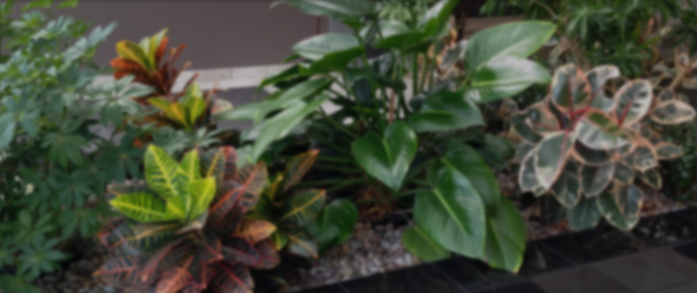 pj-headers - Plant Jungle