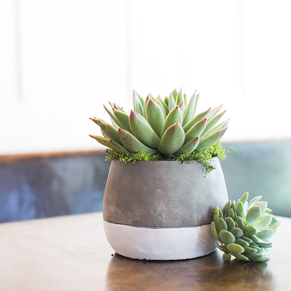 Ash Planter - Plant Jungle