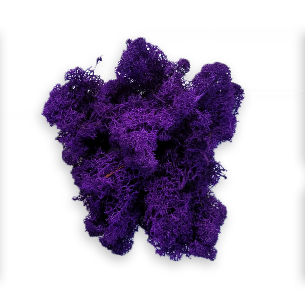 Purple Reindeer Moss - Plant Jungle