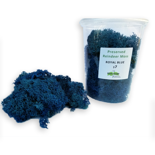 Royal Blue Reindeer Moss - Plant Jungle